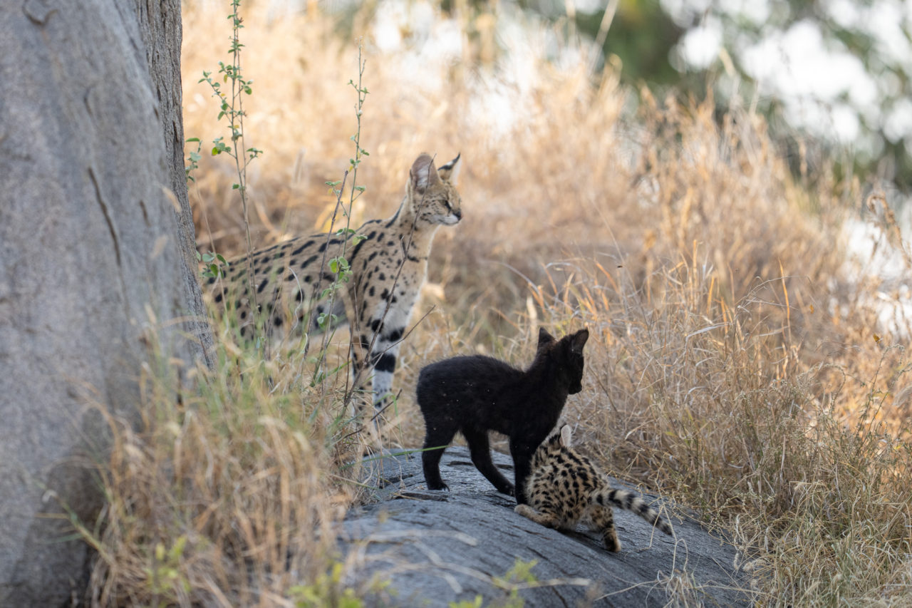 Melanistic Serval Kitten in the Serengeti - Will Burrard-Lucas Blog